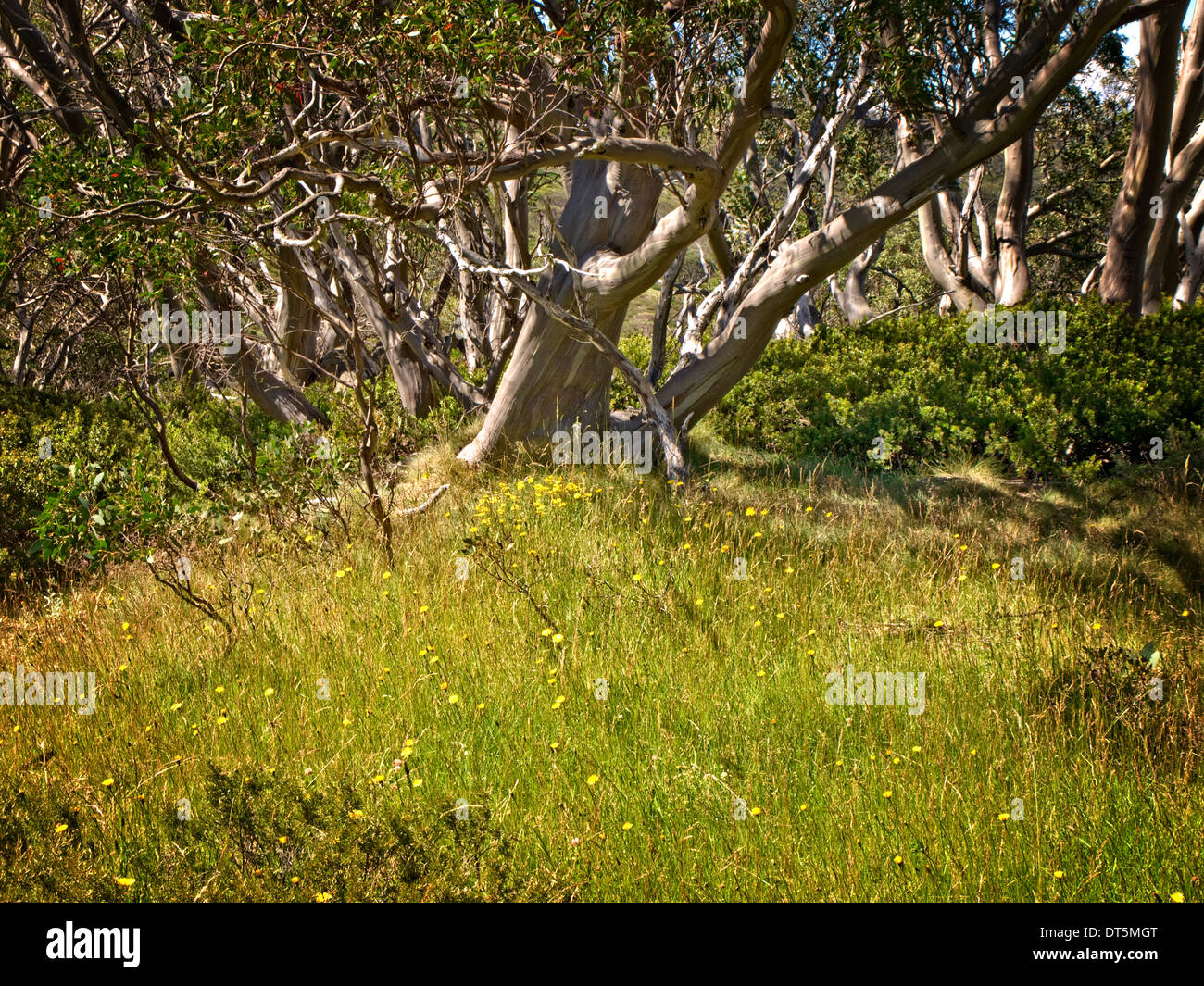 Snowy Mountains bush, NSW, Australia Stock Photo - Alamy