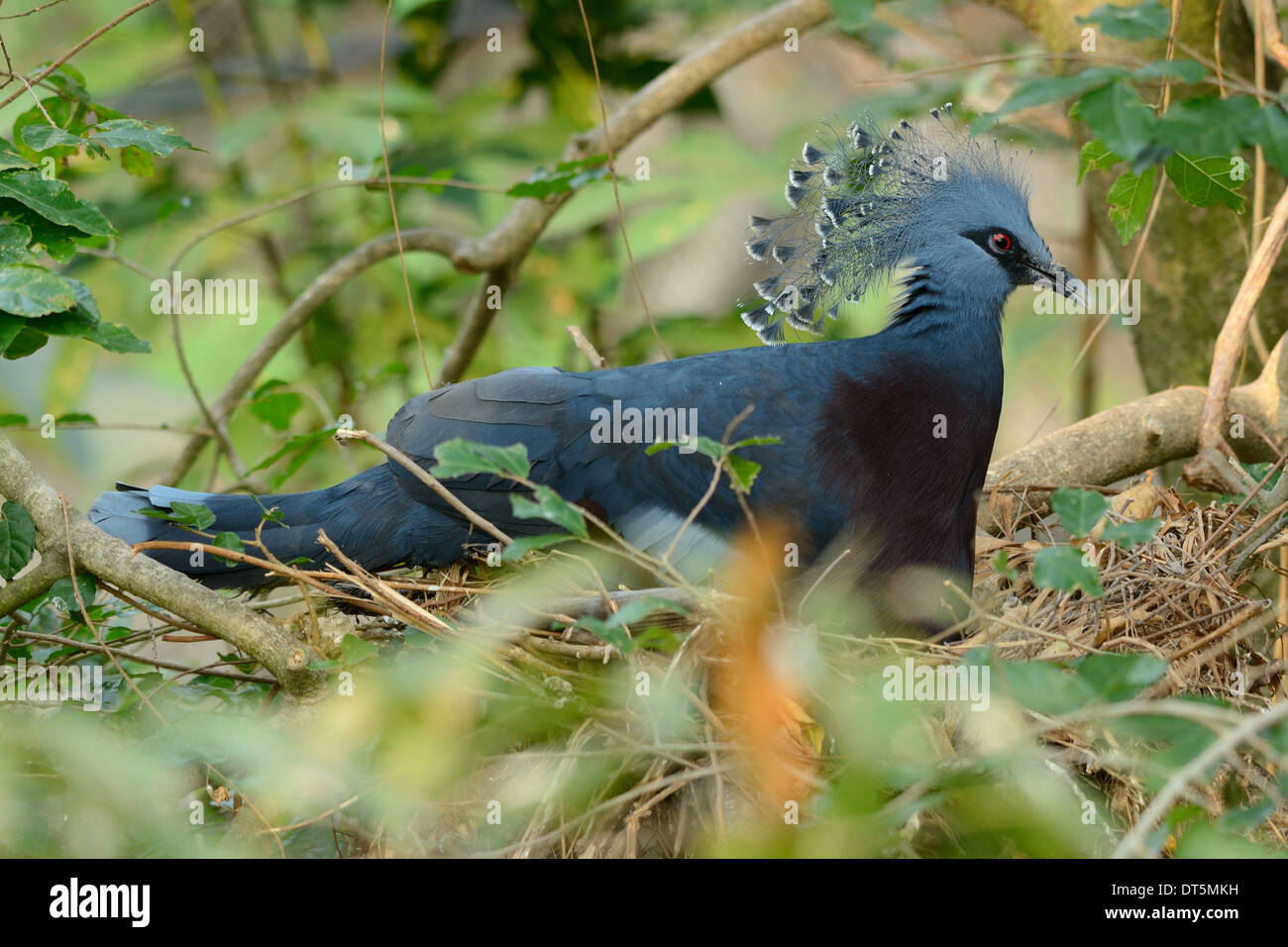 beautiful female Victoria Crowned Pigeon (Goura victoria) hatching her ...