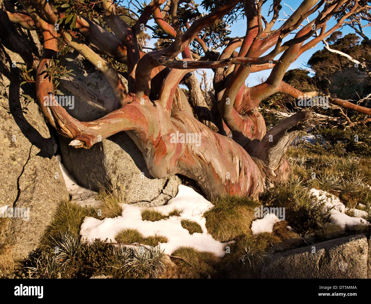 Snow gum, Snowy Mountains, NSW, Australia Stock Photo - Alamy