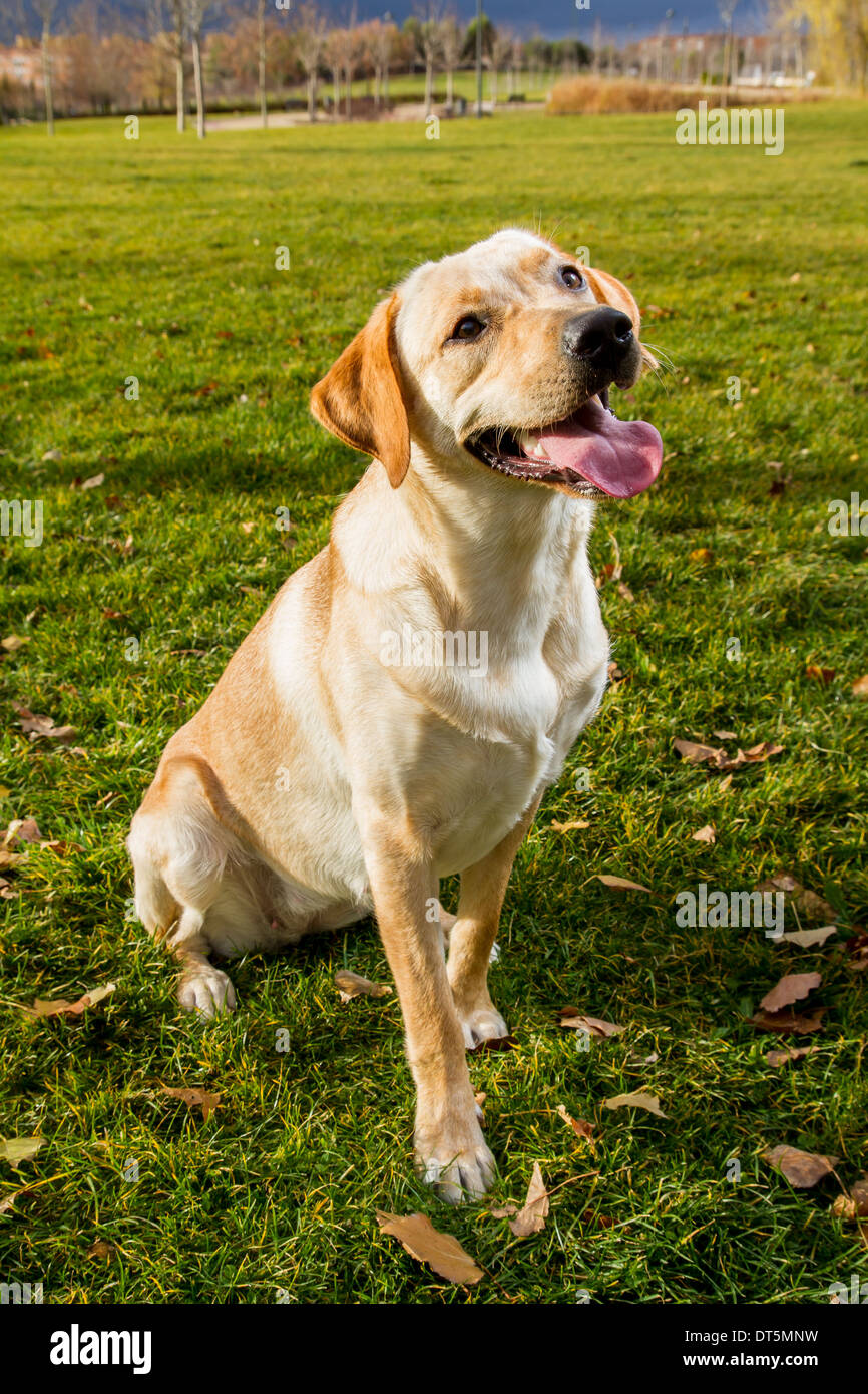 Young Labrador Retriever in a fall park Stock Photo - Alamy