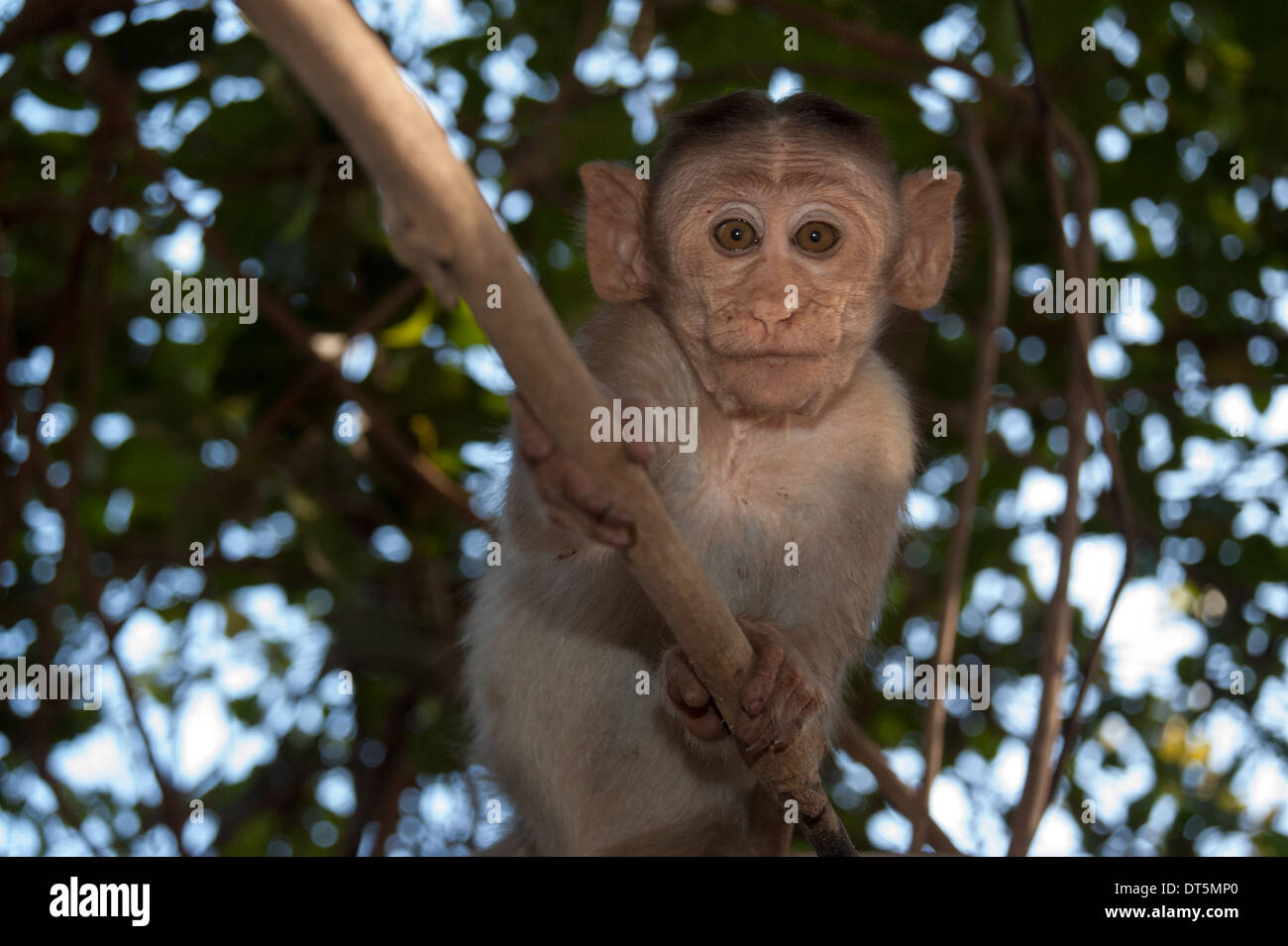 Monkey along the roadside in Sanjay Gandhi National Park, Borivalli ...