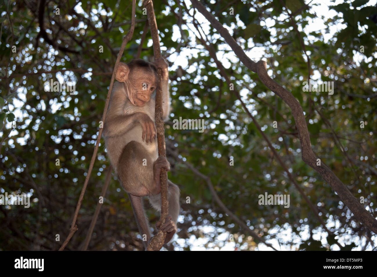 Monkey along the roadside in Sanjay Gandhi National Park, Borivalli ...
