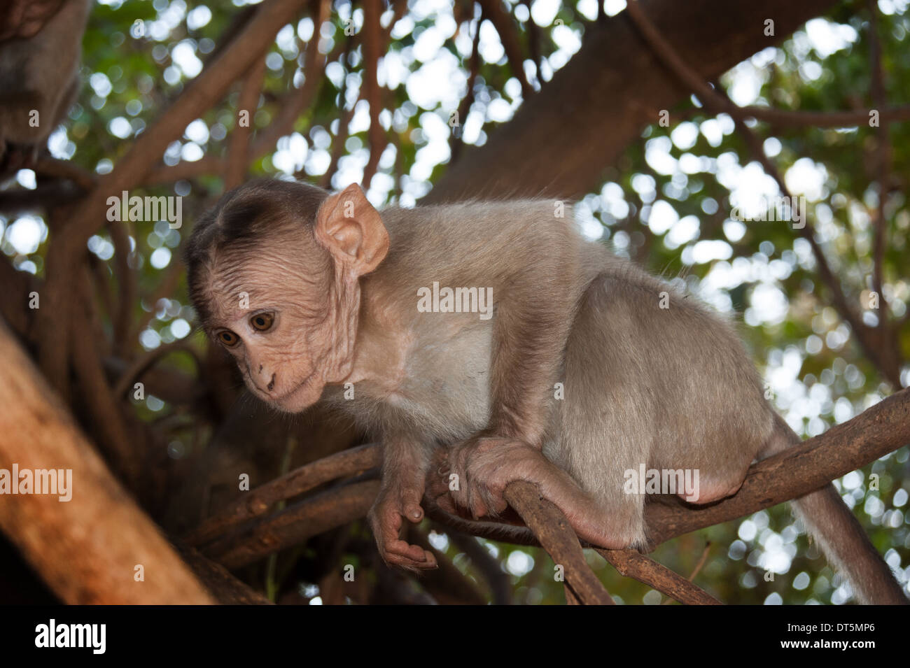 The sanjay gandhi national park hi-res stock photography and images - Alamy