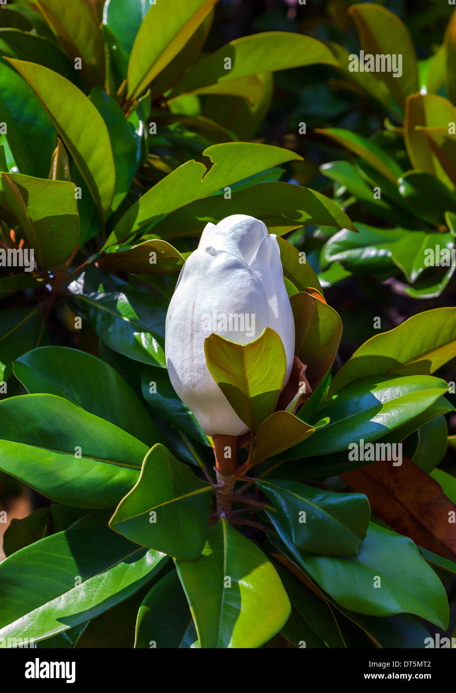 Magnolia Flower Close High Resolution Stock Photography and Images - Alamy