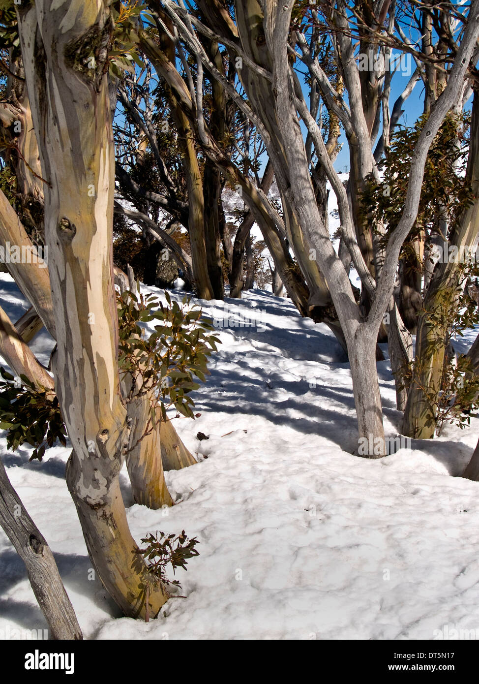 Snow gums, Snowy Mountains, NSW, Australia Stock Photo - Alamy