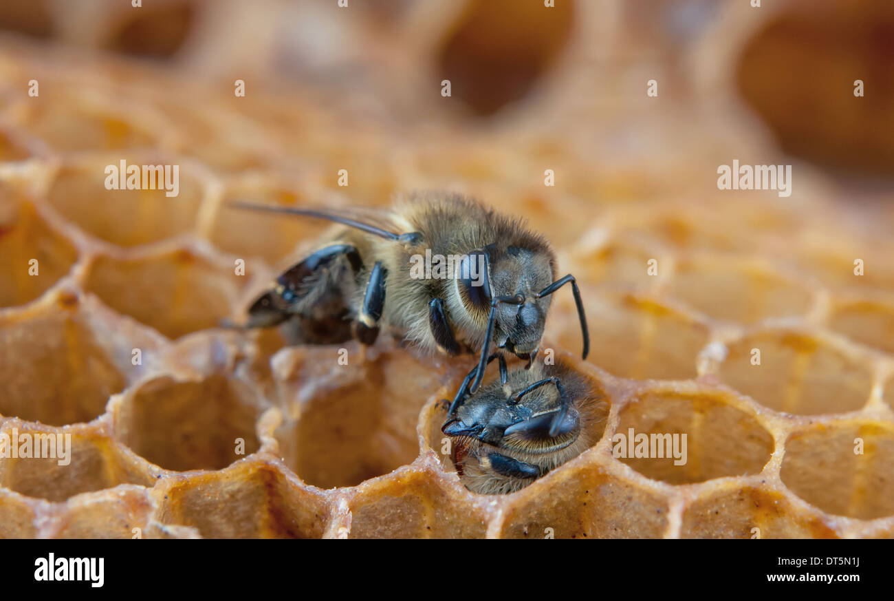 a bee looks after a young bee Stock Photo - Alamy