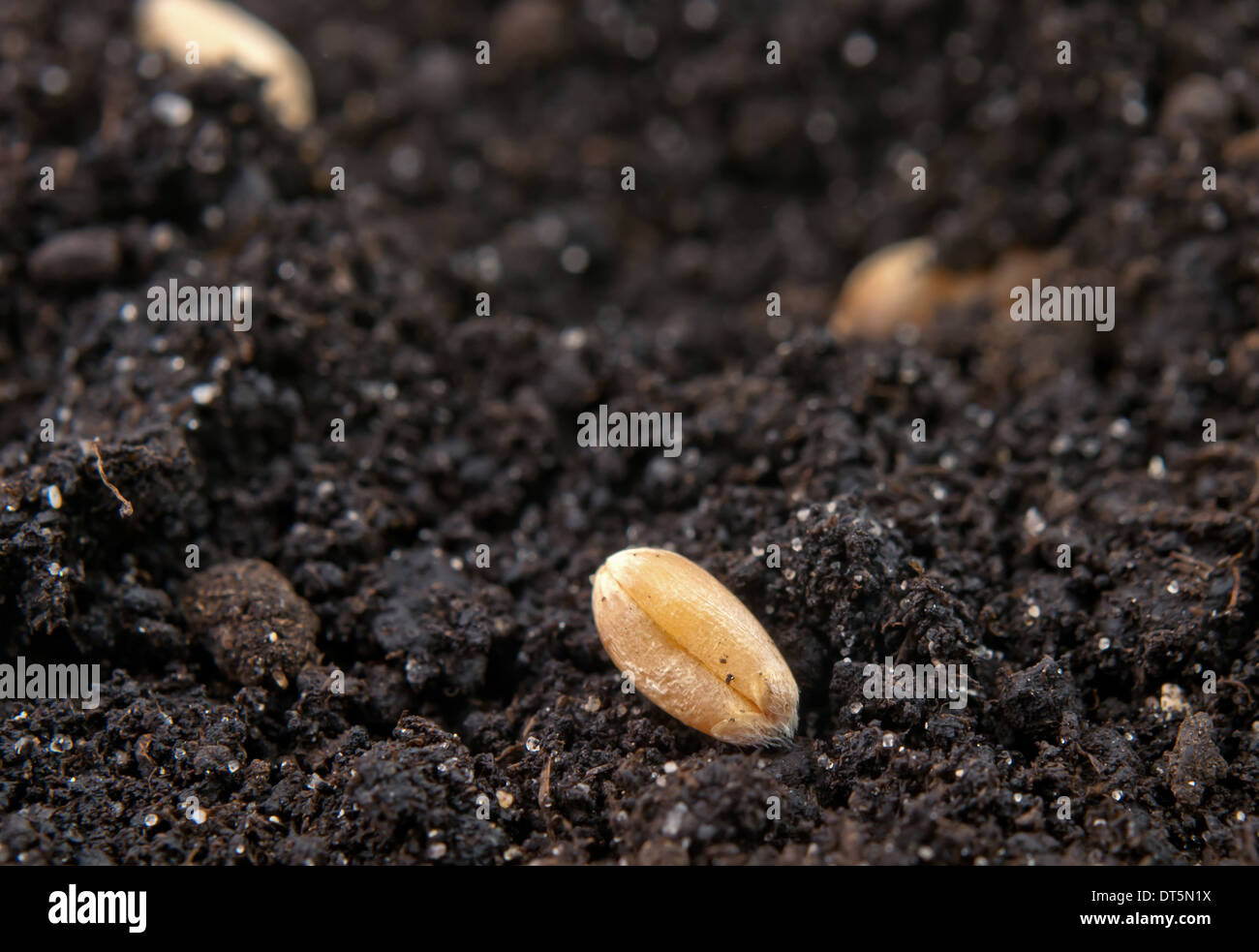 grain of wheat on the soil Stock Photo - Alamy