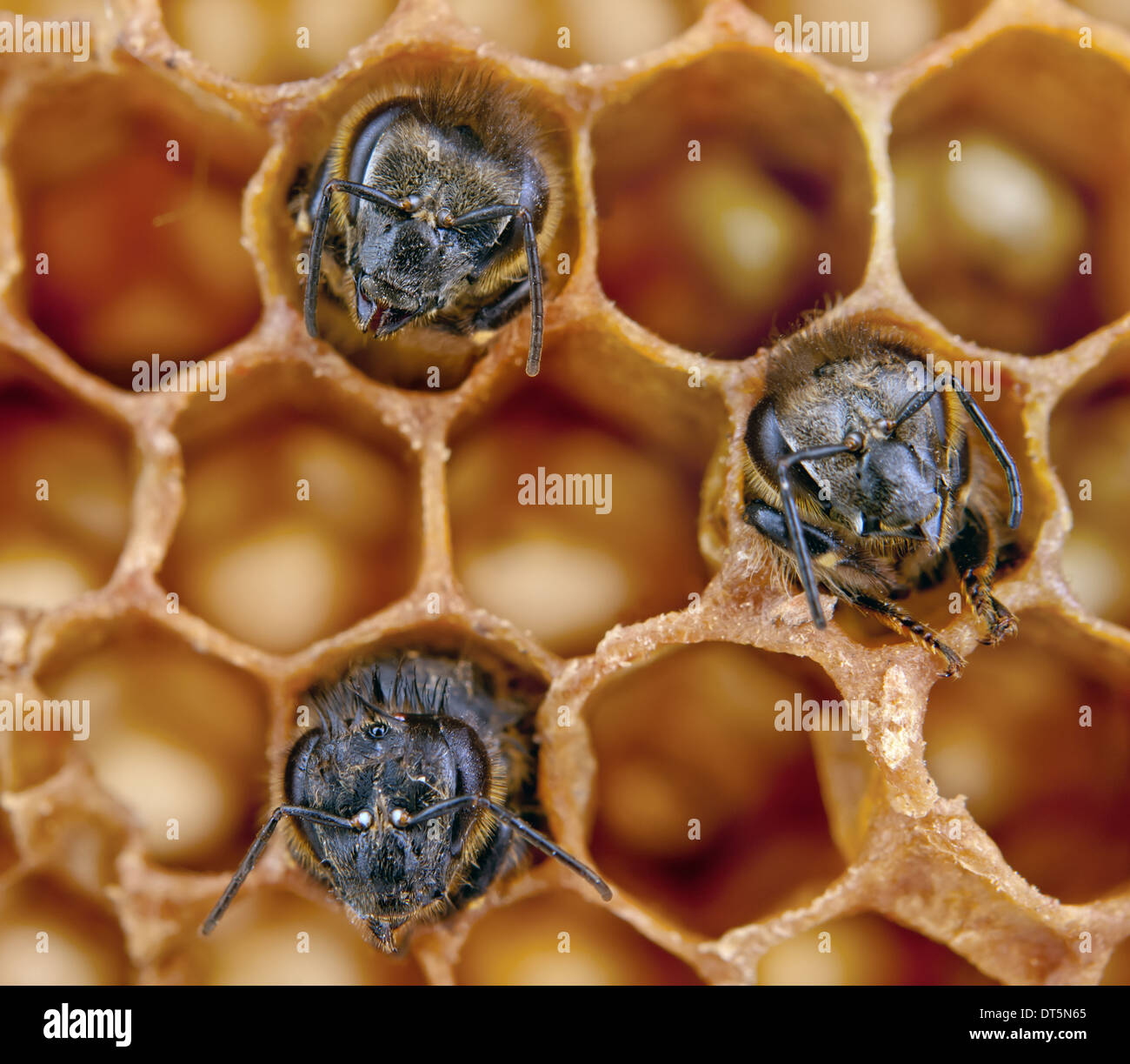 yong bees inside honeycomb. Close up Stock Photo - Alamy