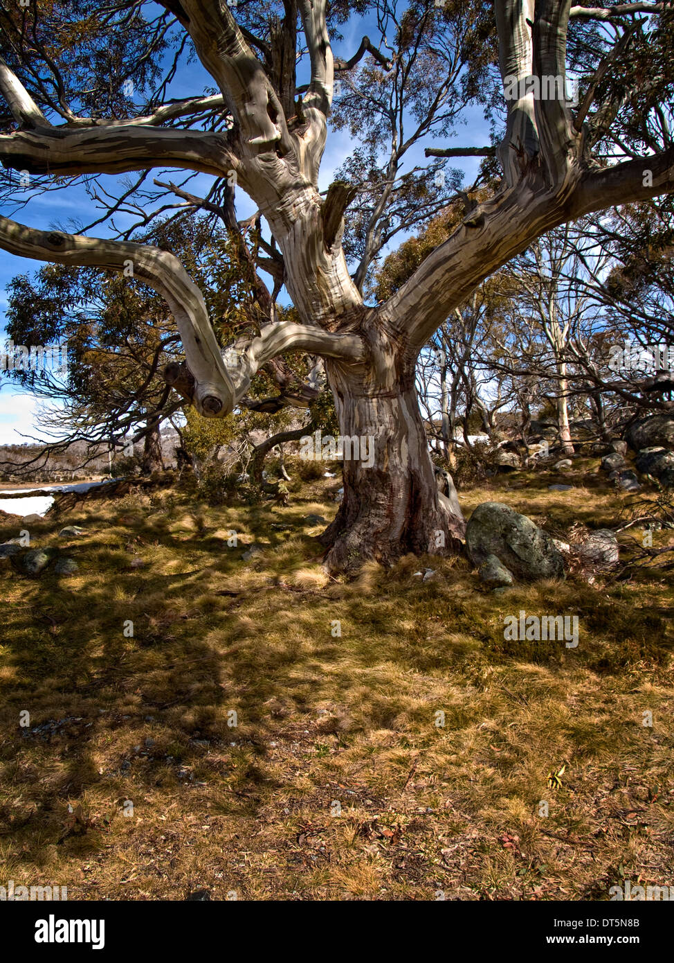 Snow gum hi-res stock photography and images - Alamy