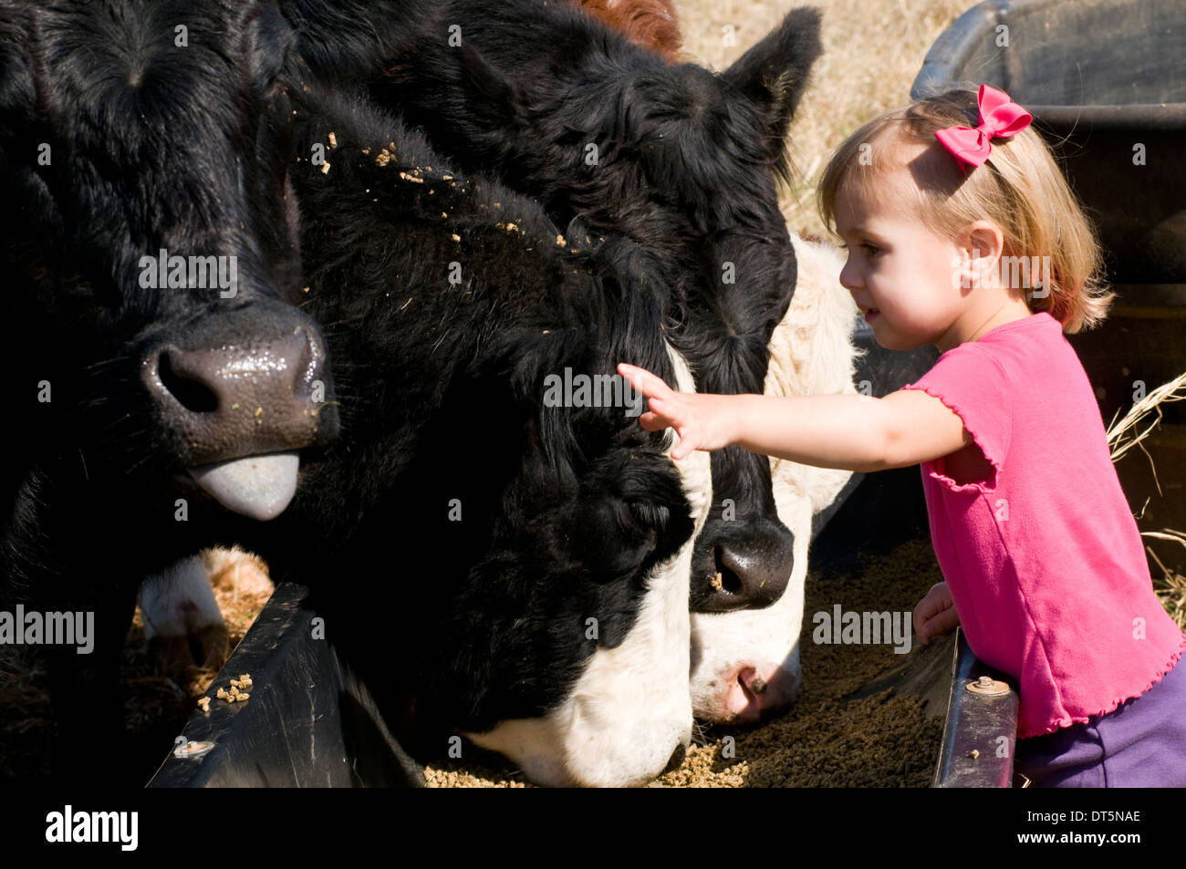 Little girl playing with three cows Stock Photo - Alamy
