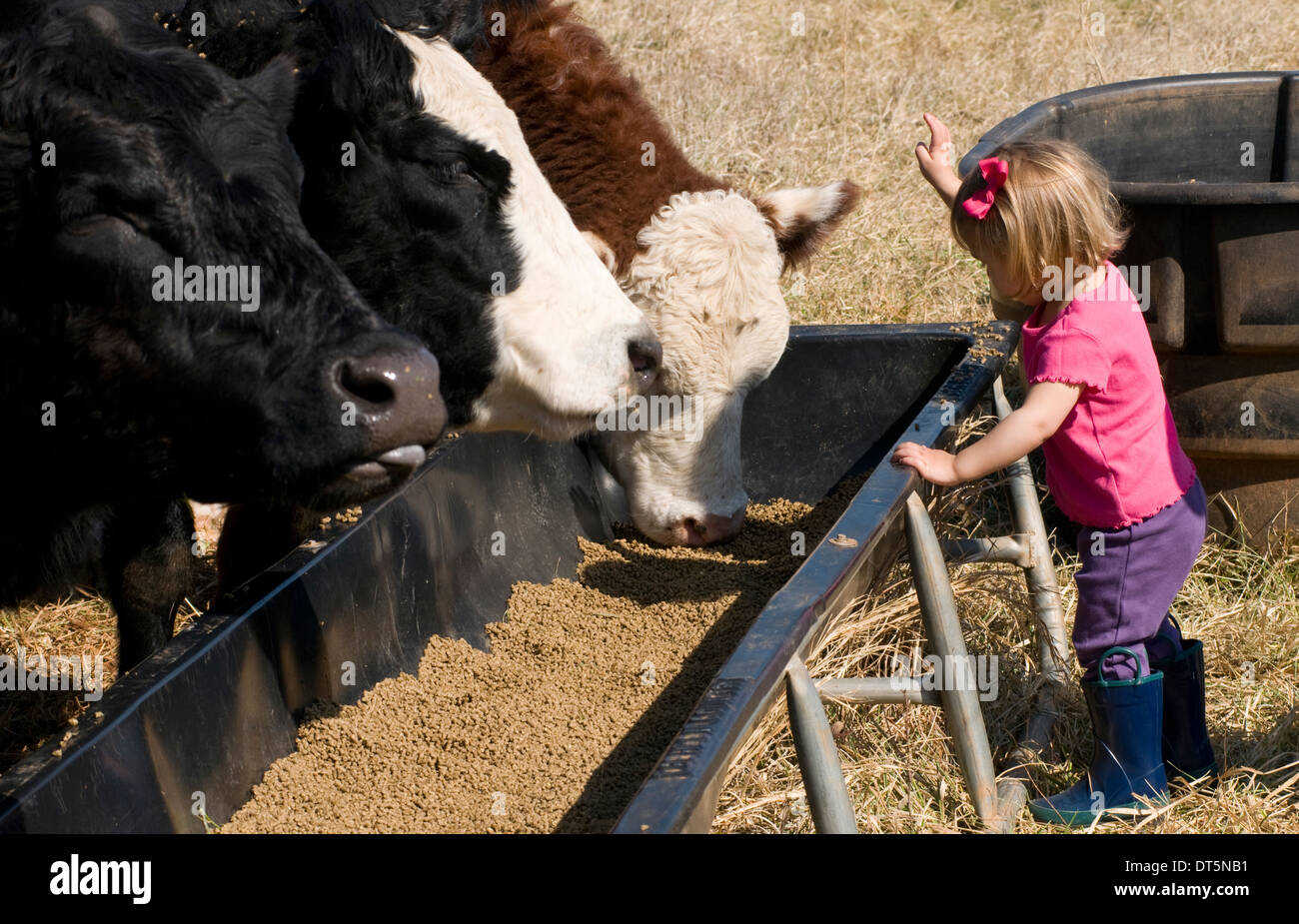 Little girl playing three cows hi-res stock photography and images - Alamy