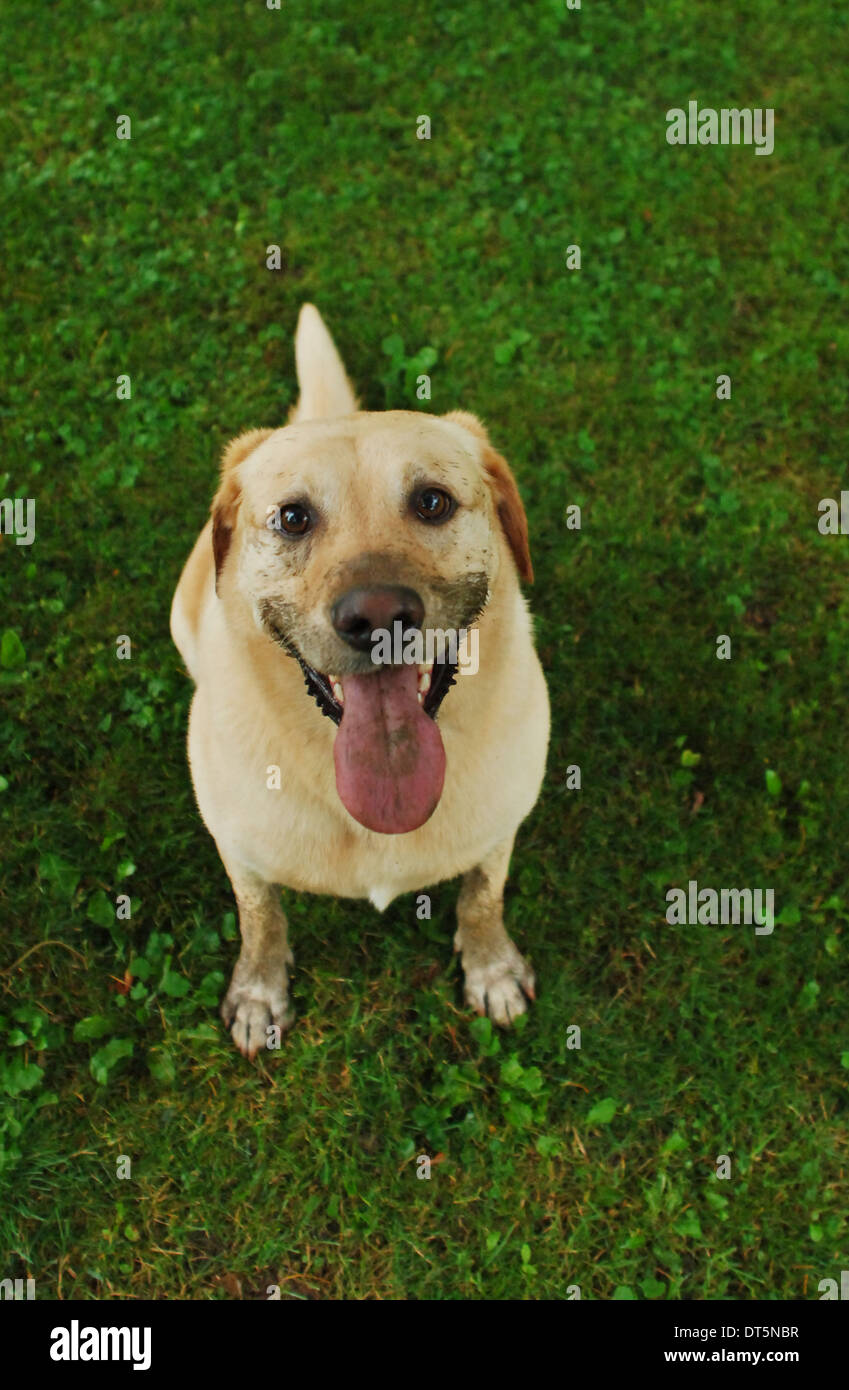 Labrador fishing dog hi-res stock photography and images - Alamy
