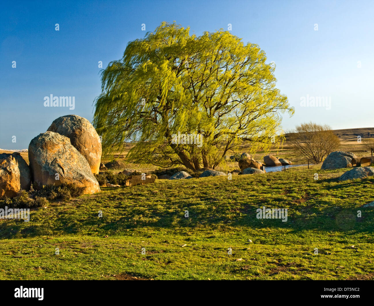 Willow tree (Salix), near Berridale, Snowy Mountains, NSW, Australia ...