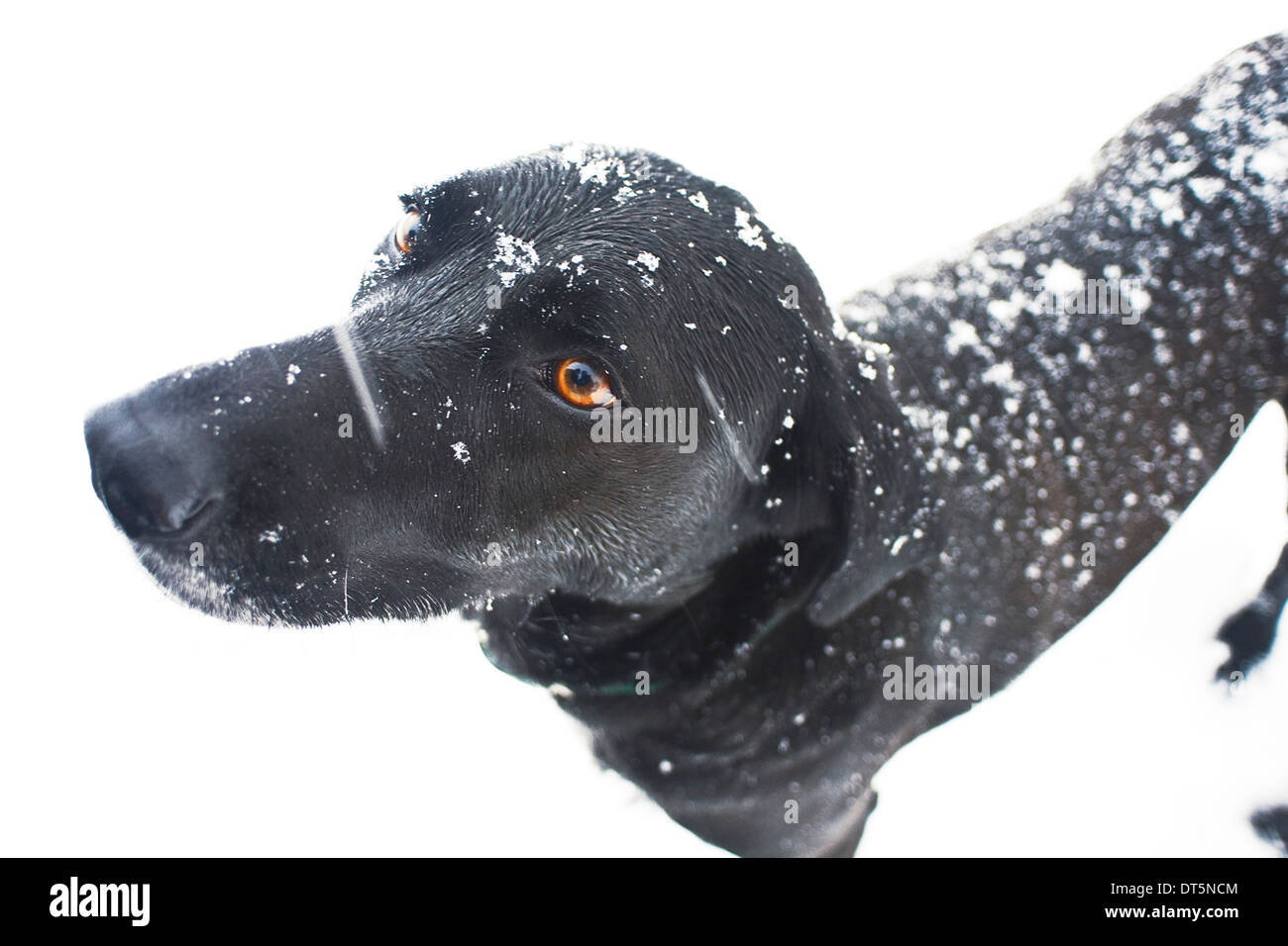 Mutt standing hi-res stock photography and images - Alamy