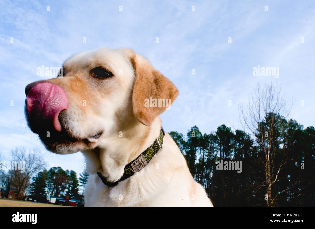 Yellow labrador retriever running through an open field Stock Photo - Alamy