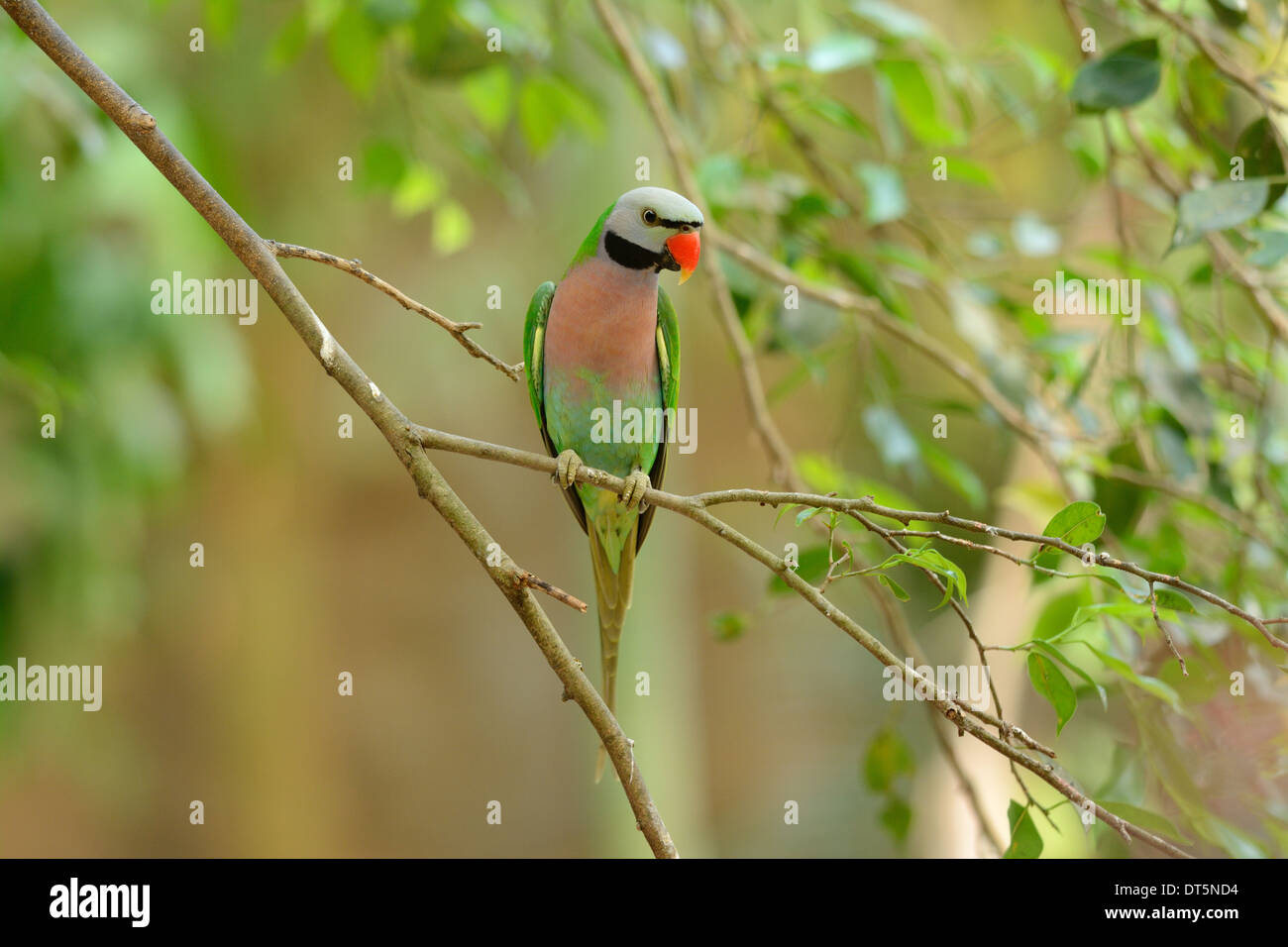 beautiful male Red-breasted Parakeet (Psittacula alexandri) in Thai ...