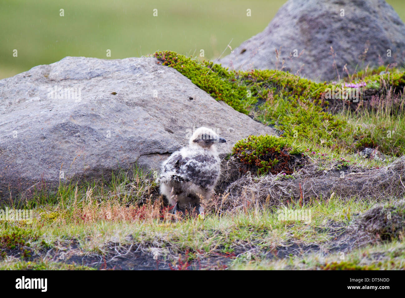 Skua chick hi-res stock photography and images - Alamy