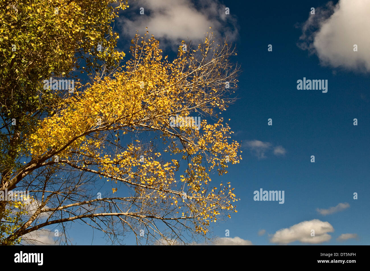 Fall foliage and blue sky hi-res stock photography and images - Alamy