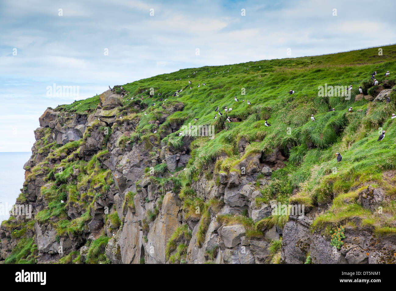 Puffins colony iceland hi-res stock photography and images - Alamy