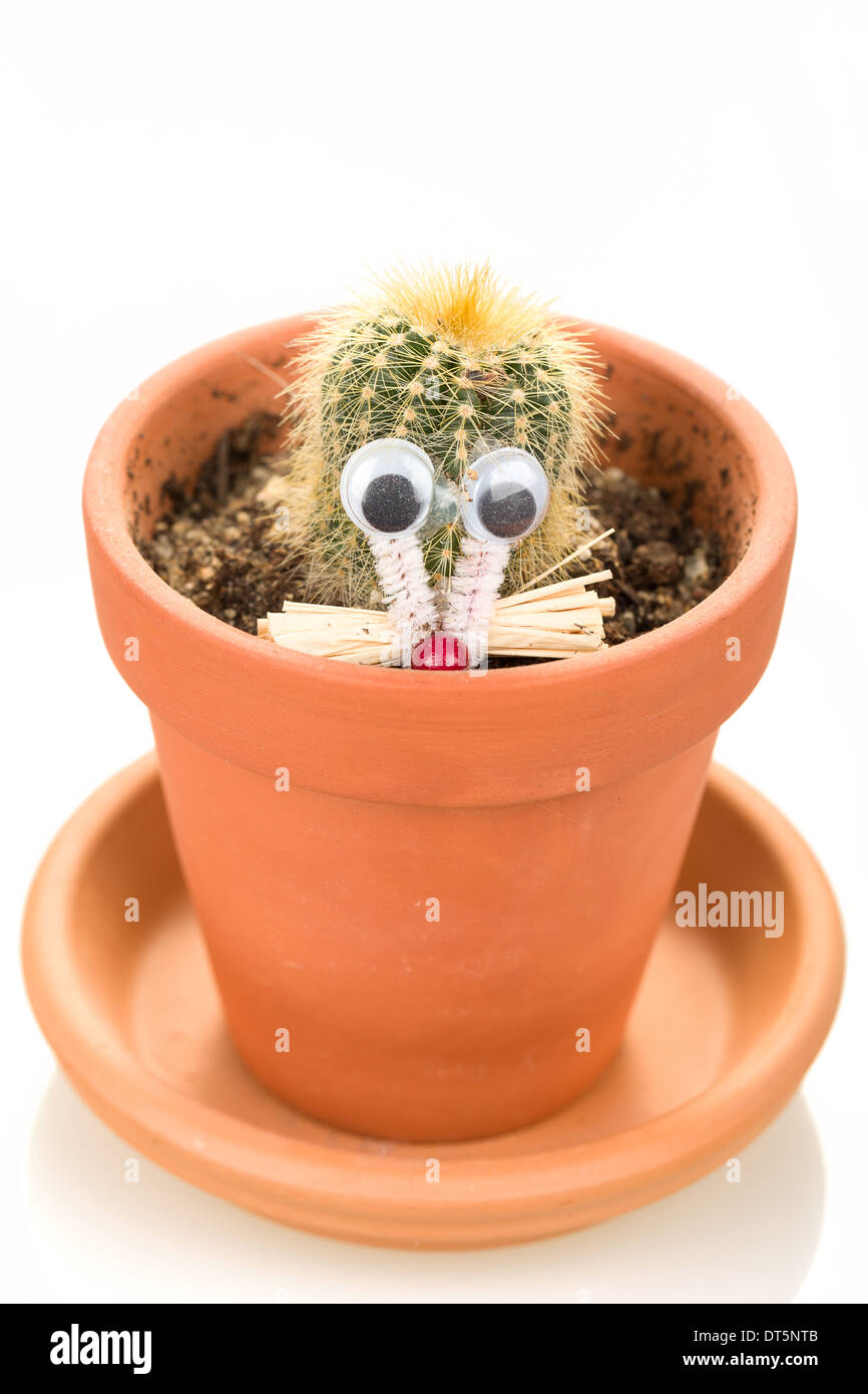 cacti cactus plant in flower pot isolated on white background Stock ...