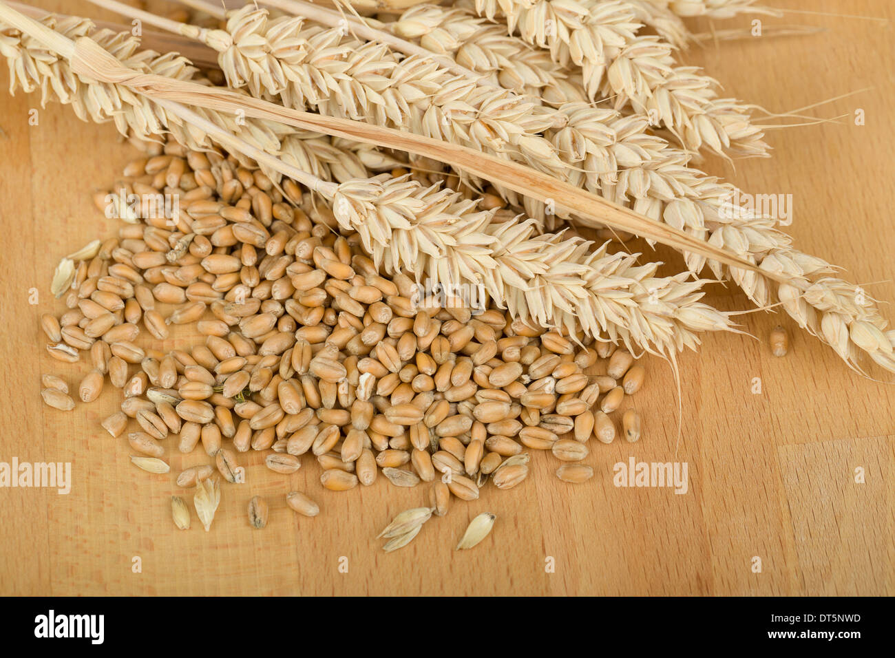 Closeup on pile of organic whole grain wheat kernels and ears Stock ...