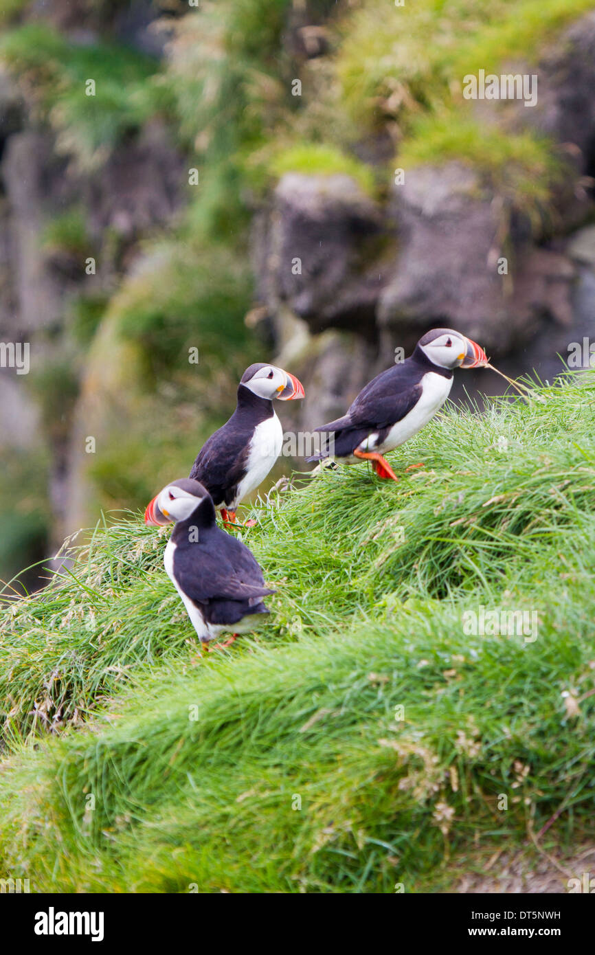 Atlantic puffins nesting at Ingolfshofdi, Iceland Stock Photo - Alamy