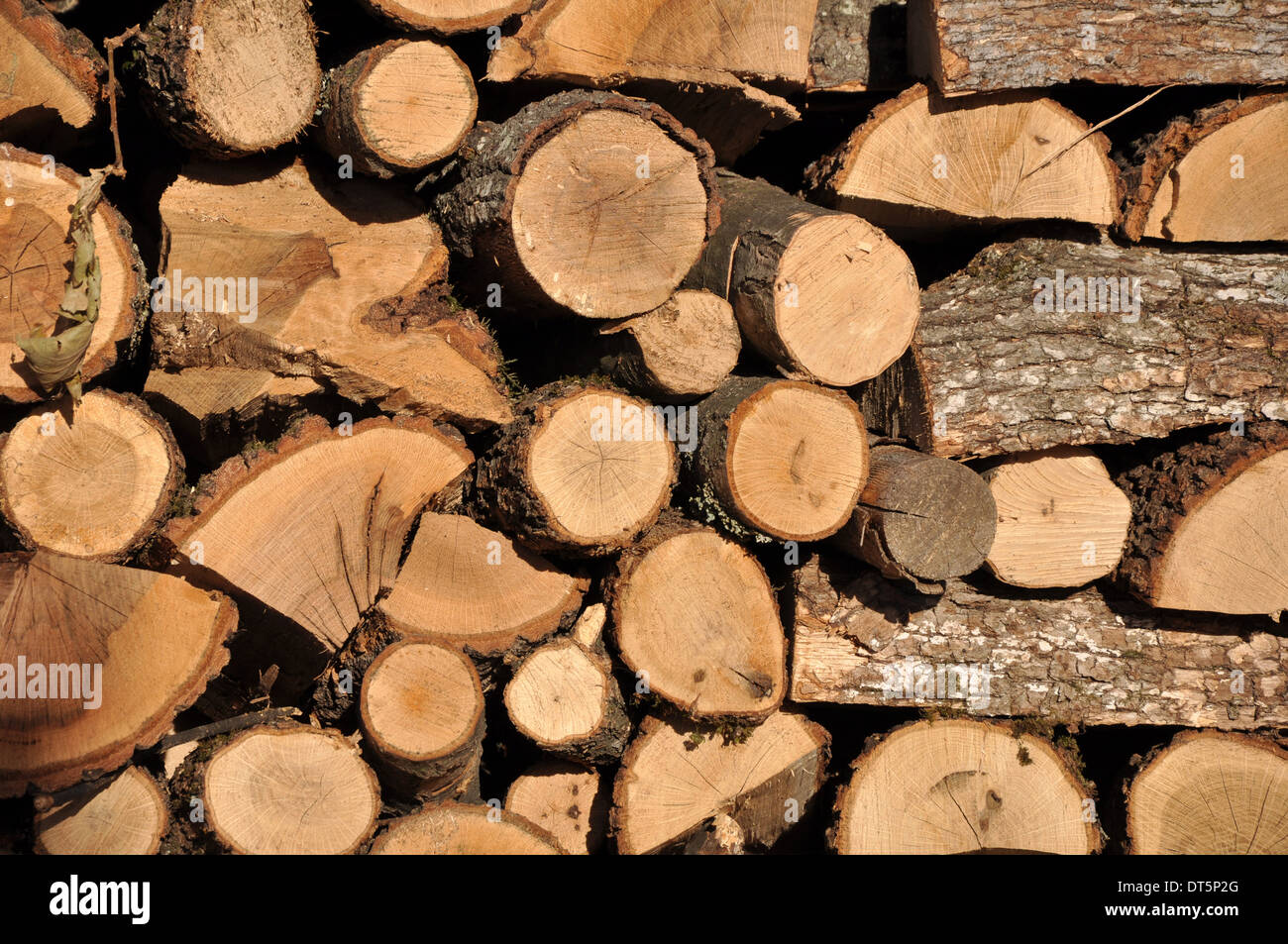 Woody beech hi-res stock photography and images - Alamy