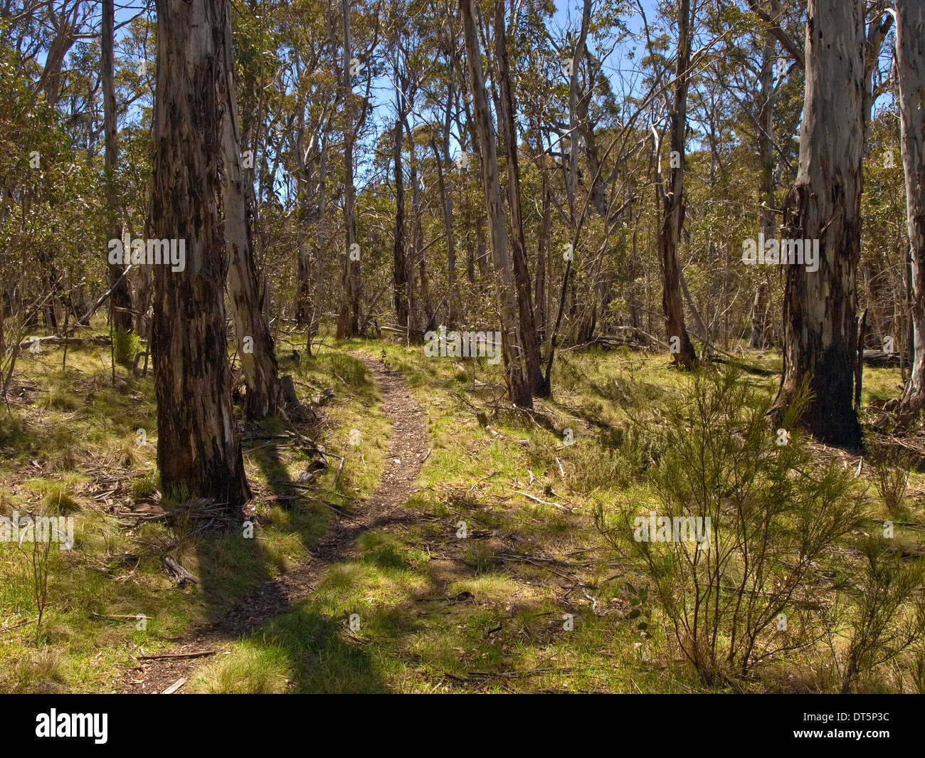 Path through the bush, Snowy Mountains, NSW, Australia Stock Photo - Alamy
