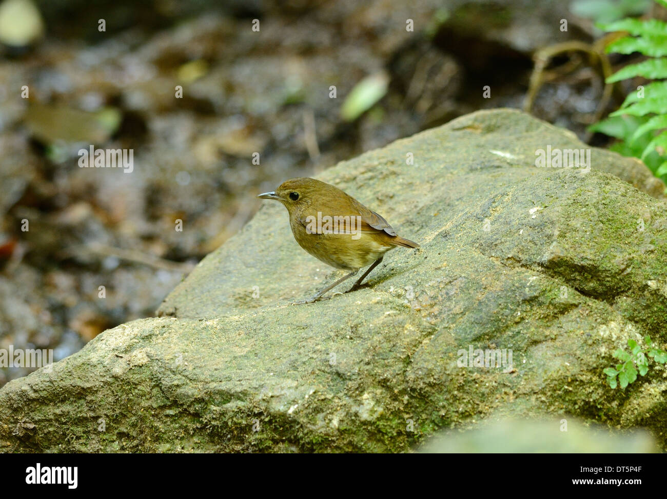beautiful Lesser Shortwing (Brachypteryx leucophrys) in Thai forest ...