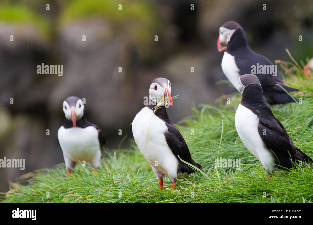 Atlantic puffins with nesting materials at Ingolfhofsdi, Iceland Stock ...