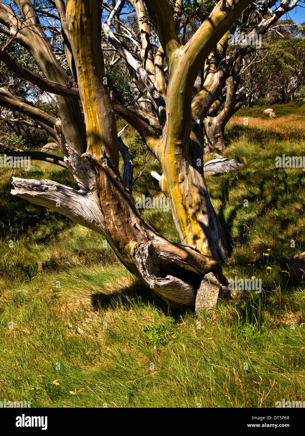 Snow gum hi-res stock photography and images - Alamy