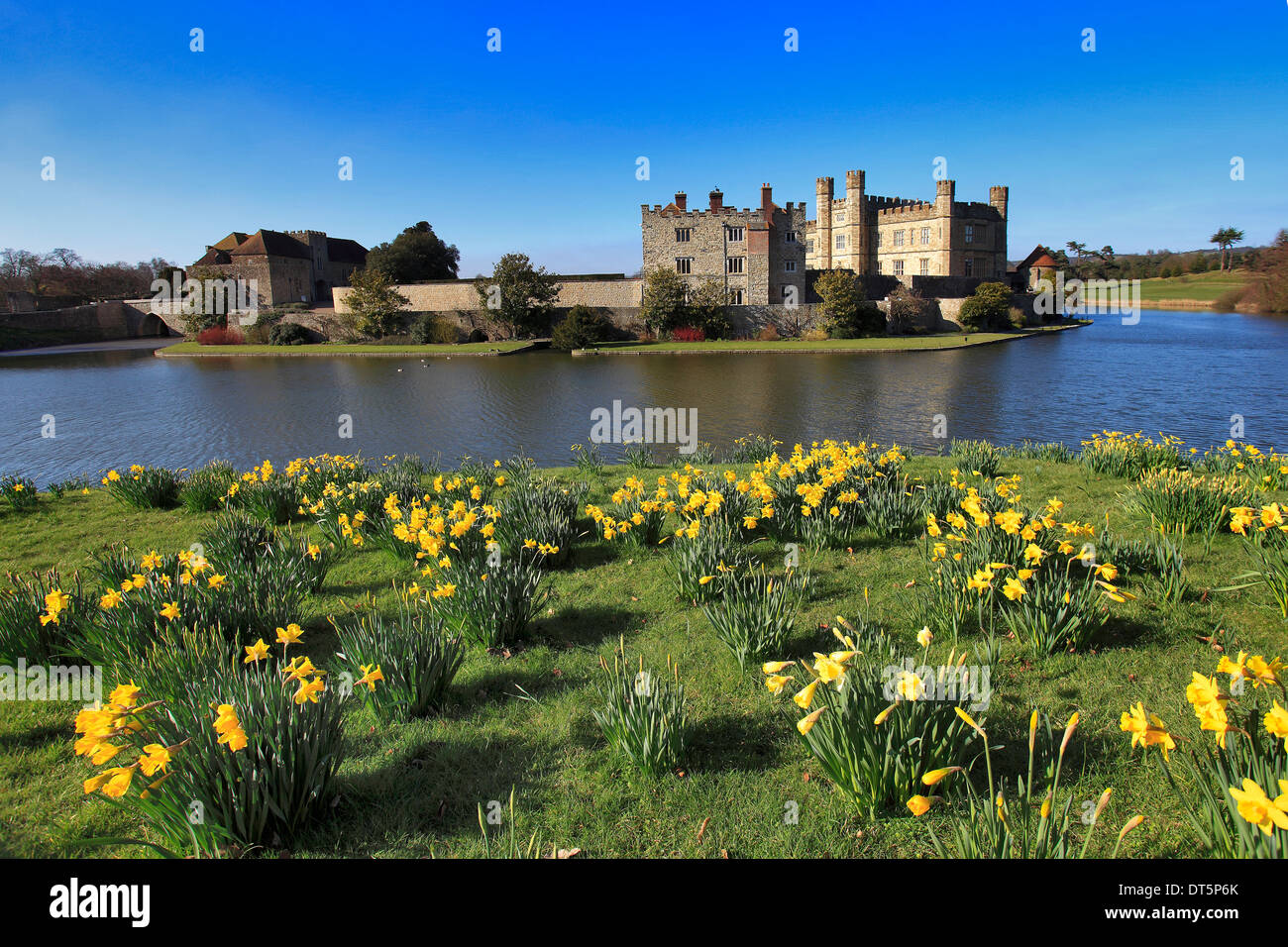 Spring Daffodil flowers at Leeds Castle Kent England UK Stock Photo - Alamy