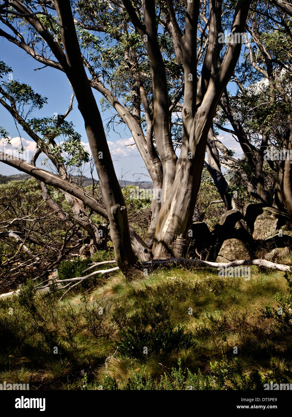 Snow gum snowy mountains nsw hi-res stock photography and images - Alamy