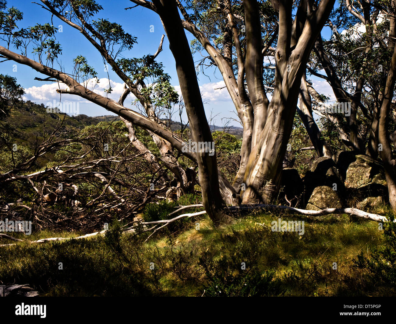 Snowy Mountains bush, NSW, Australia Stock Photo - Alamy