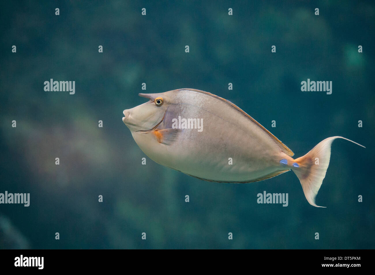 Nason hi-res stock photography and images - Alamy