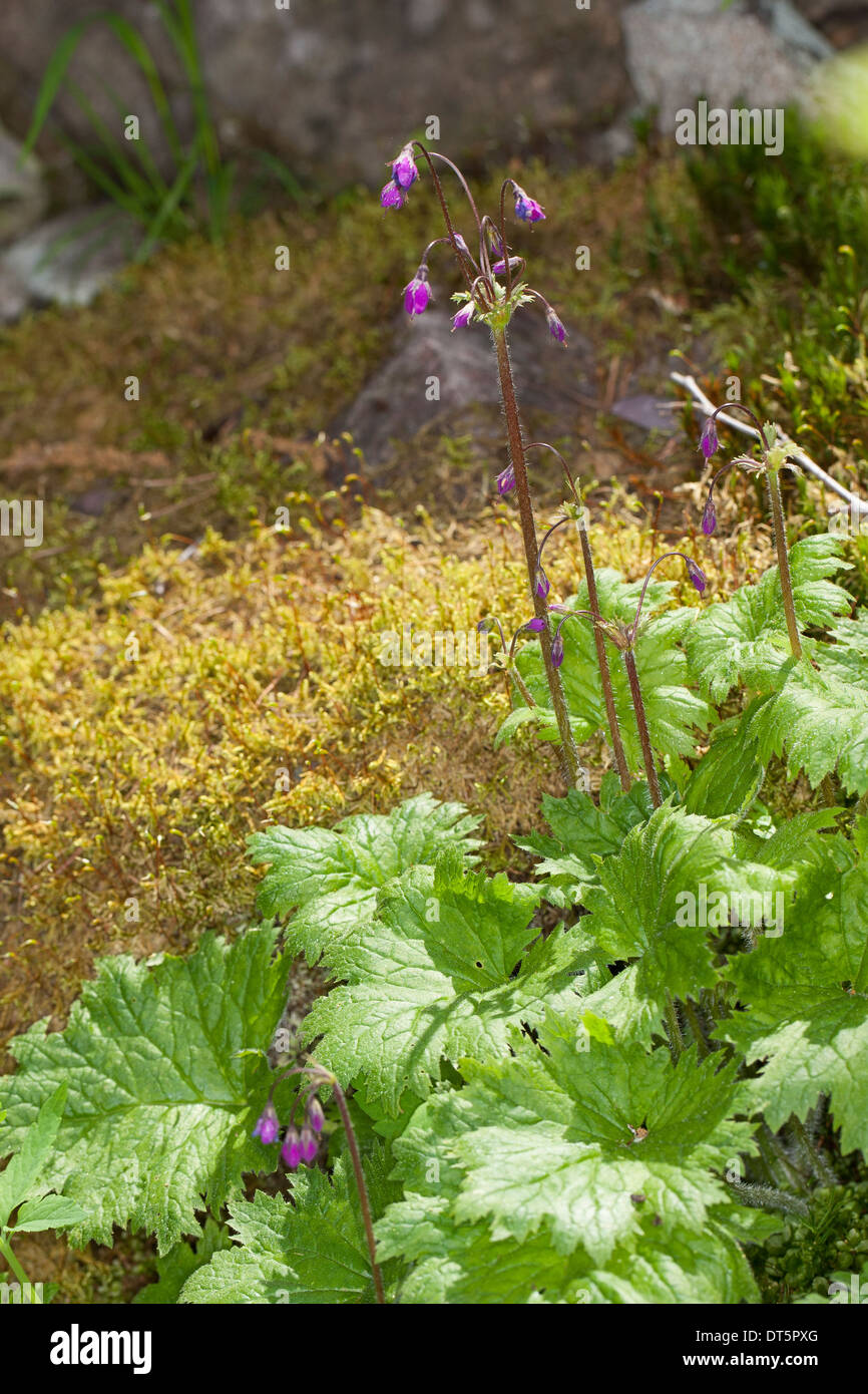 Alpine bells, Alpine bell, Alpenheilglöckchen, Alpen-Heilglöckchen ...
