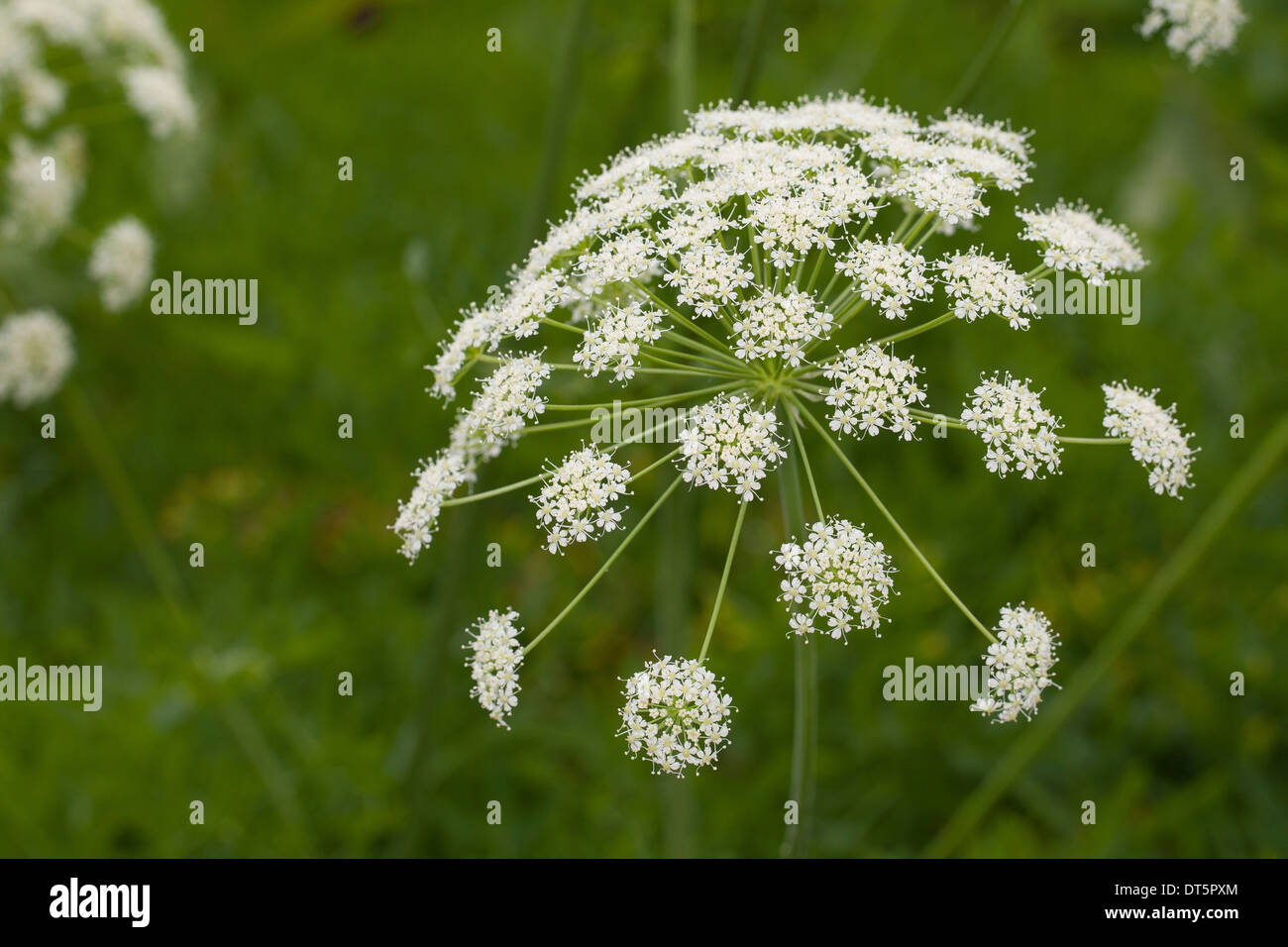 Laserpitium siler hi-res stock photography and images - Alamy