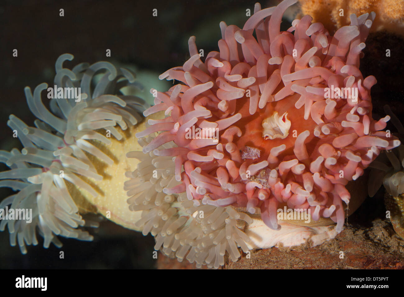 Northern red anemone, dahlia anemone, sea anemone, Dickhörnige Seerose ...
