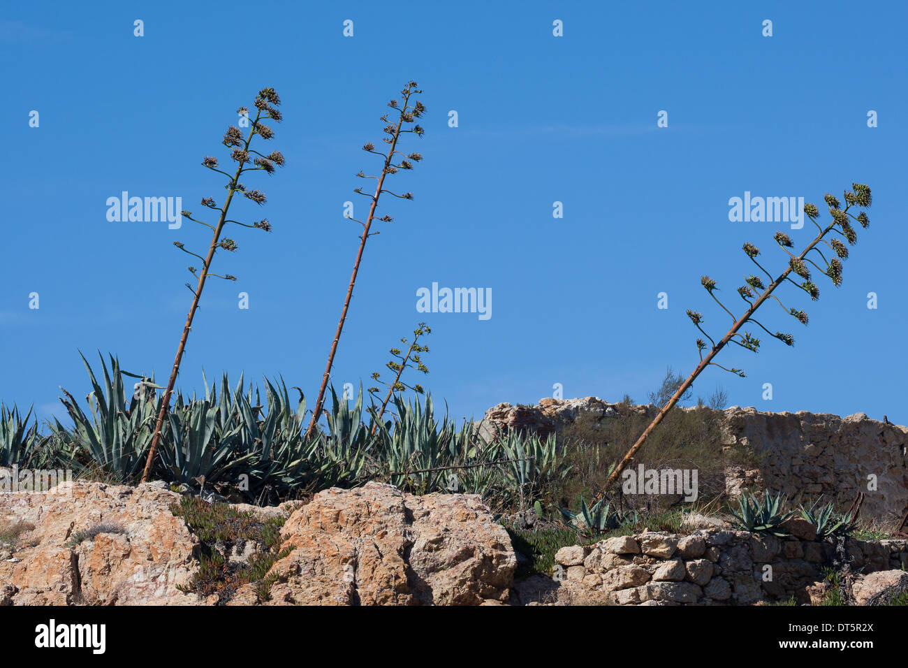 American agave, American aloe, century plant, maguey, Amerikanische ...