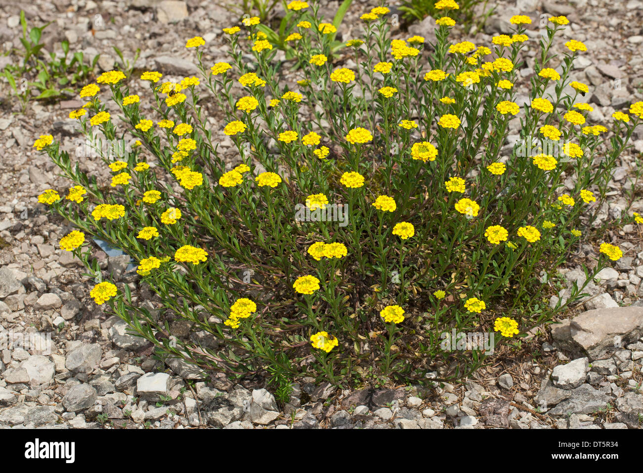 Alpine alison alpine alyssum alyssum hi-res stock photography and ...