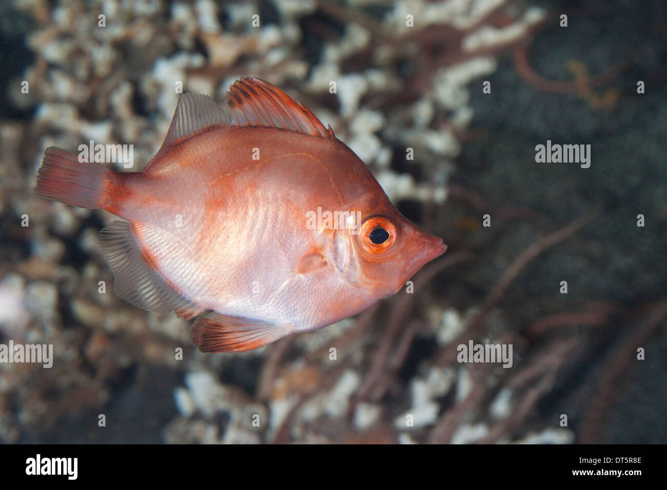 Boarfish Stock Photos & Boarfish Stock Images - Alamy