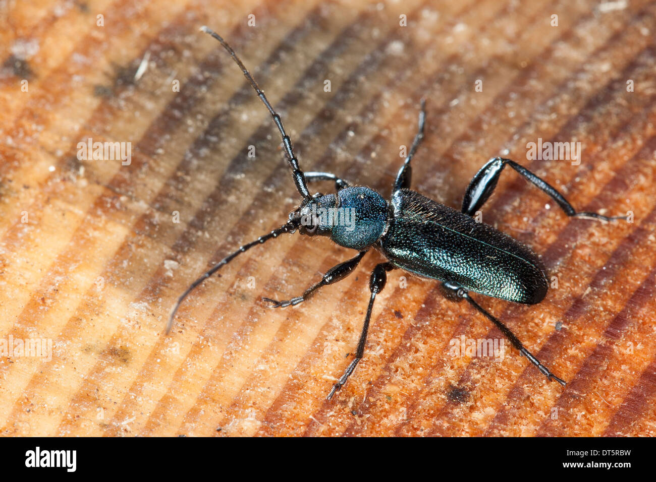 Callidium violaceum hi-res stock photography and images - Alamy