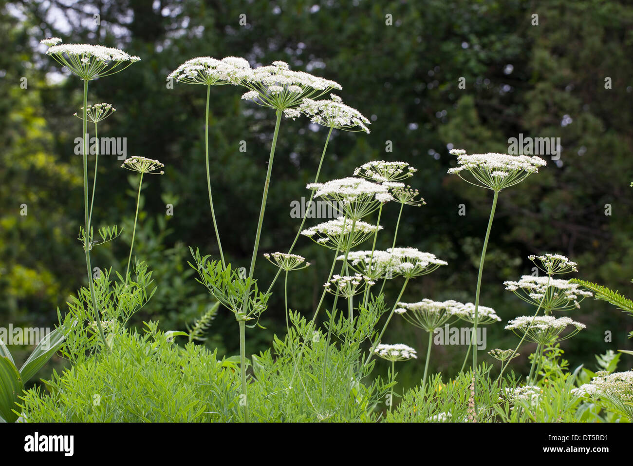 Laserpitium siler hi-res stock photography and images - Alamy