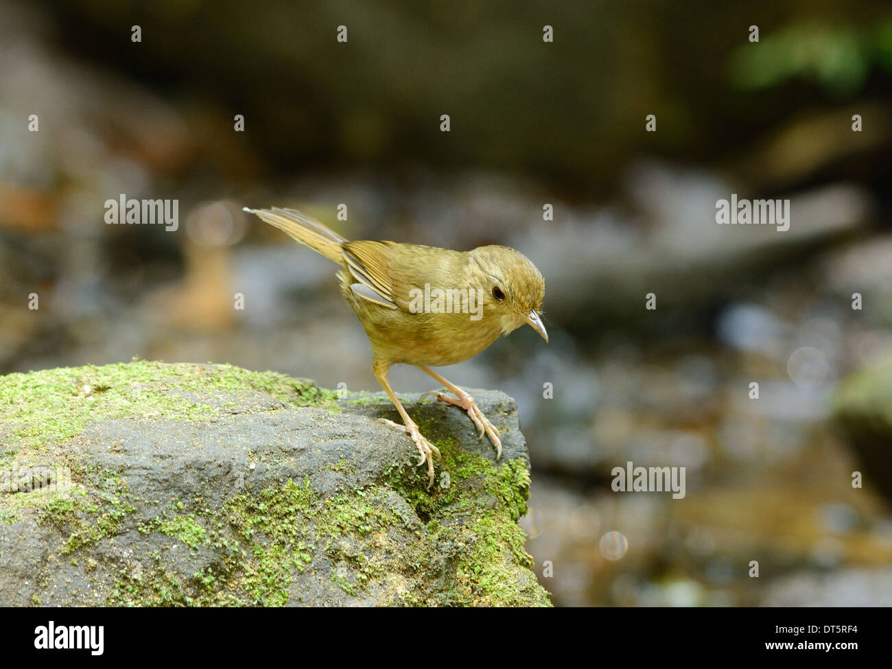 beautiful buff-breasted babbler(Trichastoma tickelli) in Thai forest Stock Photo - Alamy