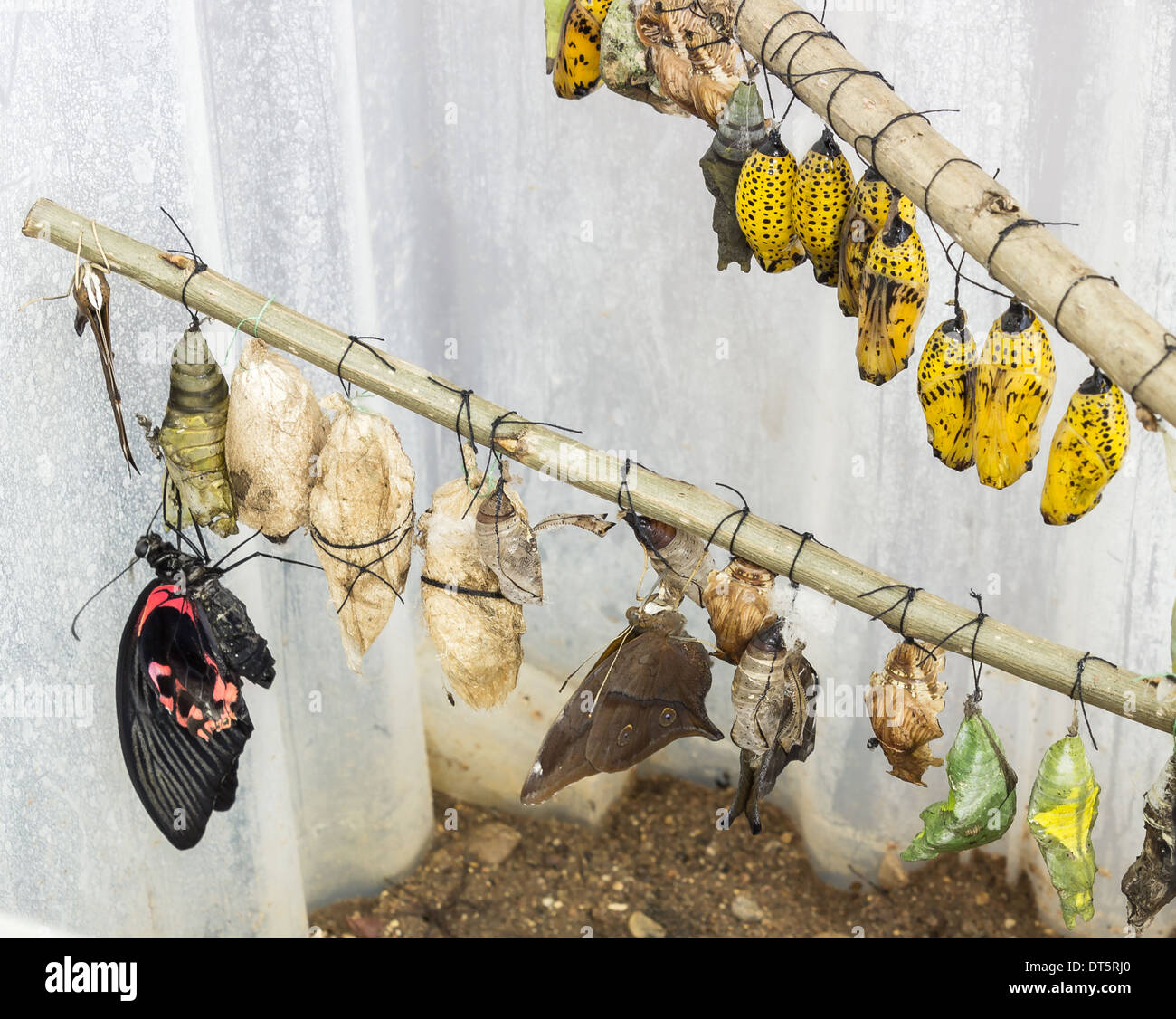 Tropical butterfly species hi-res stock photography and images - Alamy