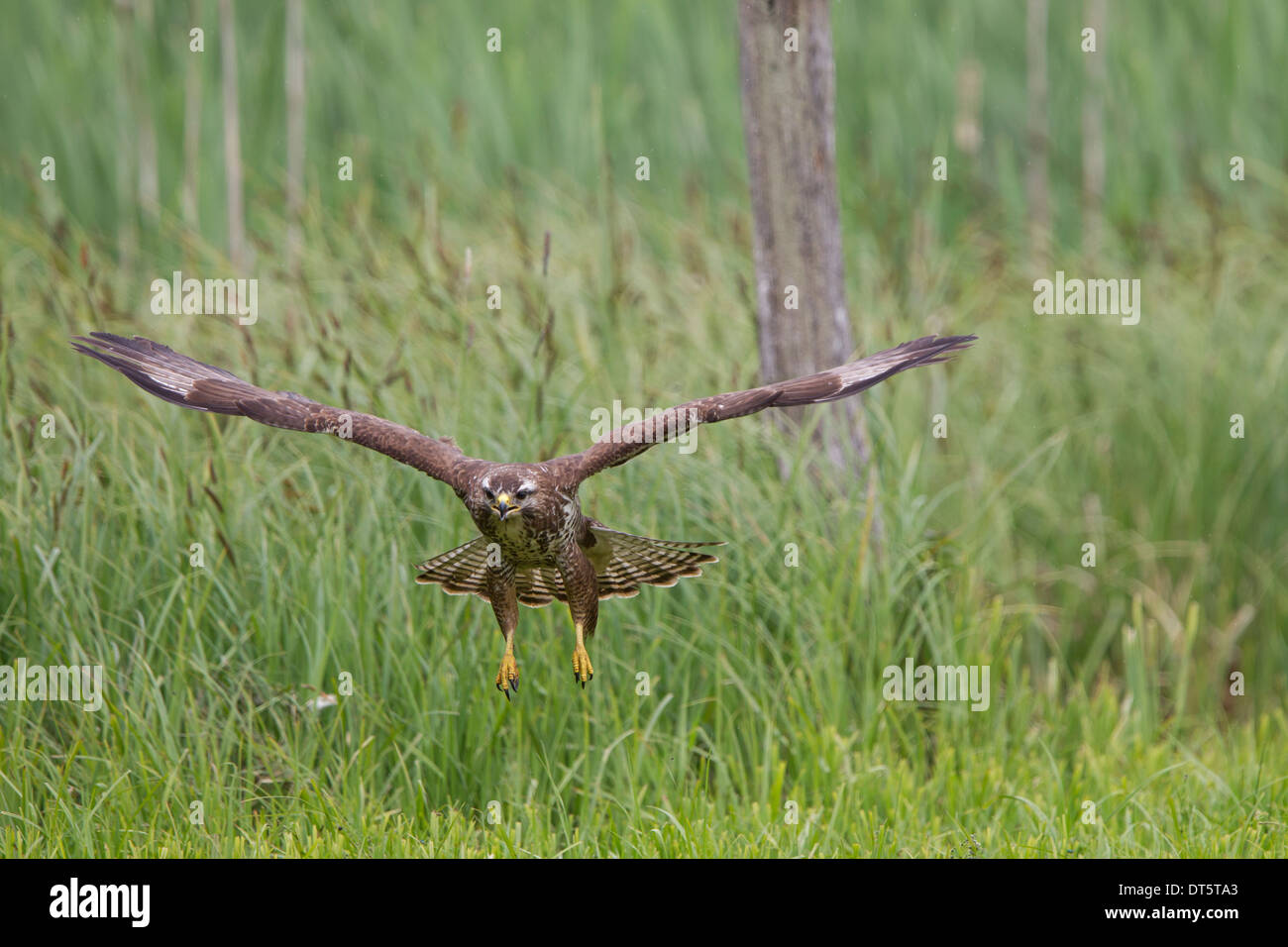 Bussard landung hi-res stock photography and images - Alamy
