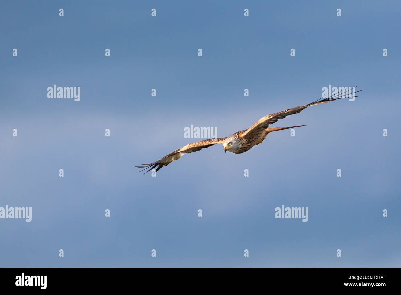 Milvus milvus Red Kite Roter Milan flying Rotmilan Stock Photo - Alamy