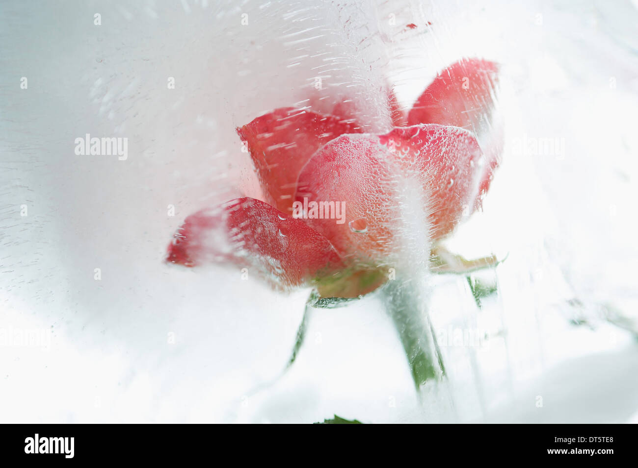 pink rose frozen in a block of ice Stock Photo - Alamy