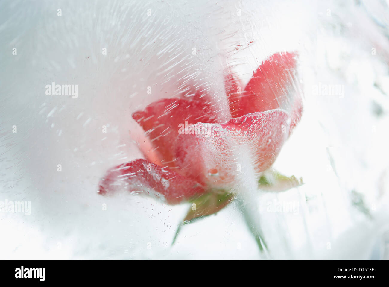 pink rose frozen in a block of ice Stock Photo - Alamy