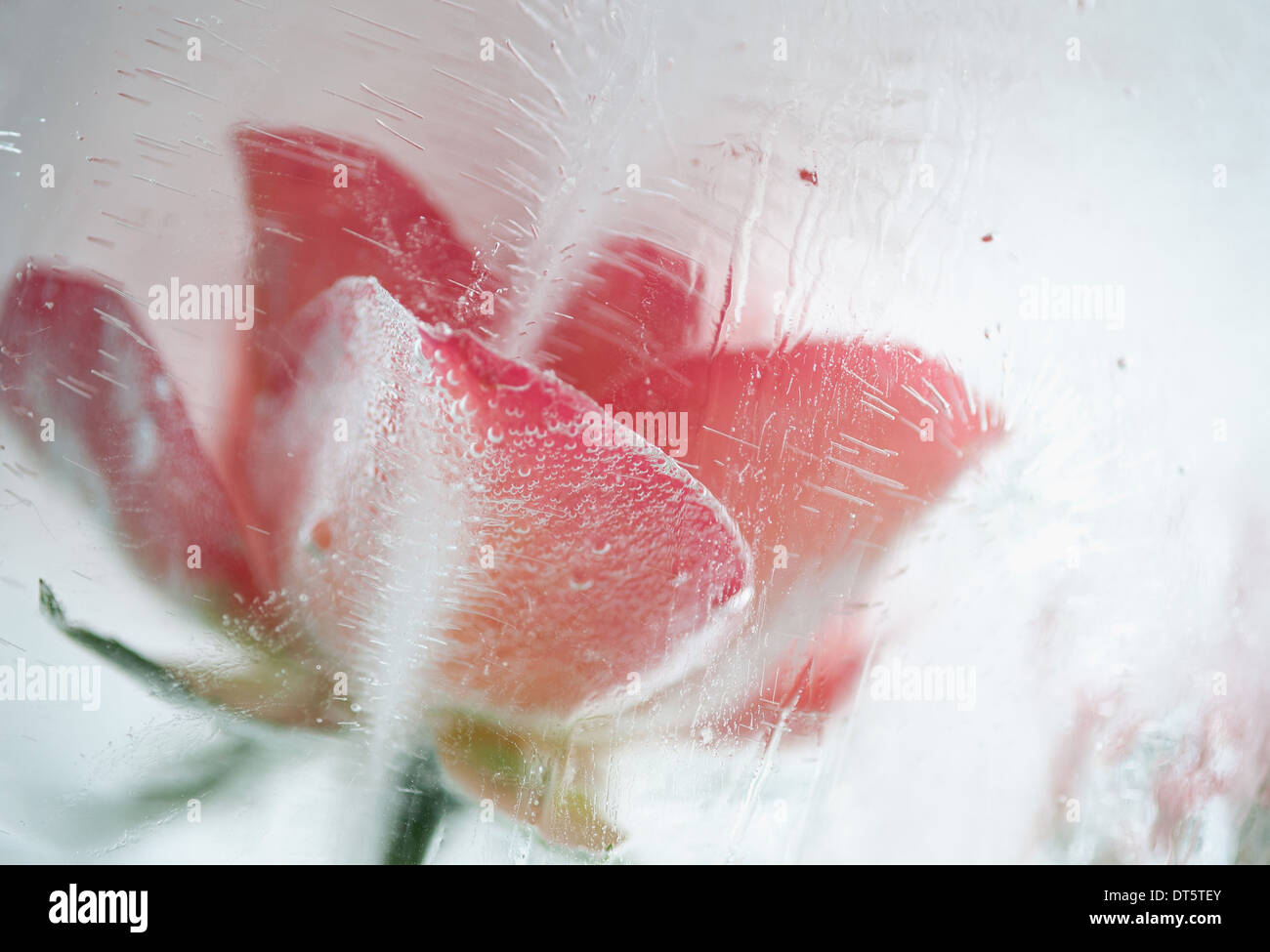 pink rose frozen in a block of ice Stock Photo - Alamy